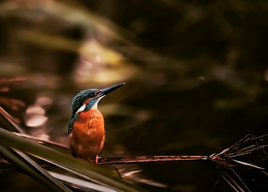 Yala Safari | Exclusive Wildlife Experience in Sri Lanka